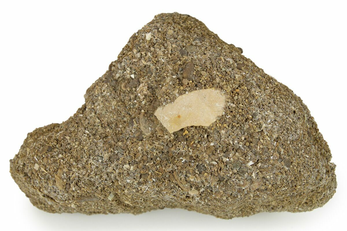 .49" Fossil Bird Egg Shell - France (#293720) For Sale - FossilEra.com