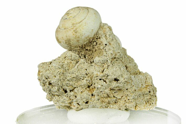 1.4" Miocene Fossil Gastropod (Helix) Cluster - France (#293887) For ...