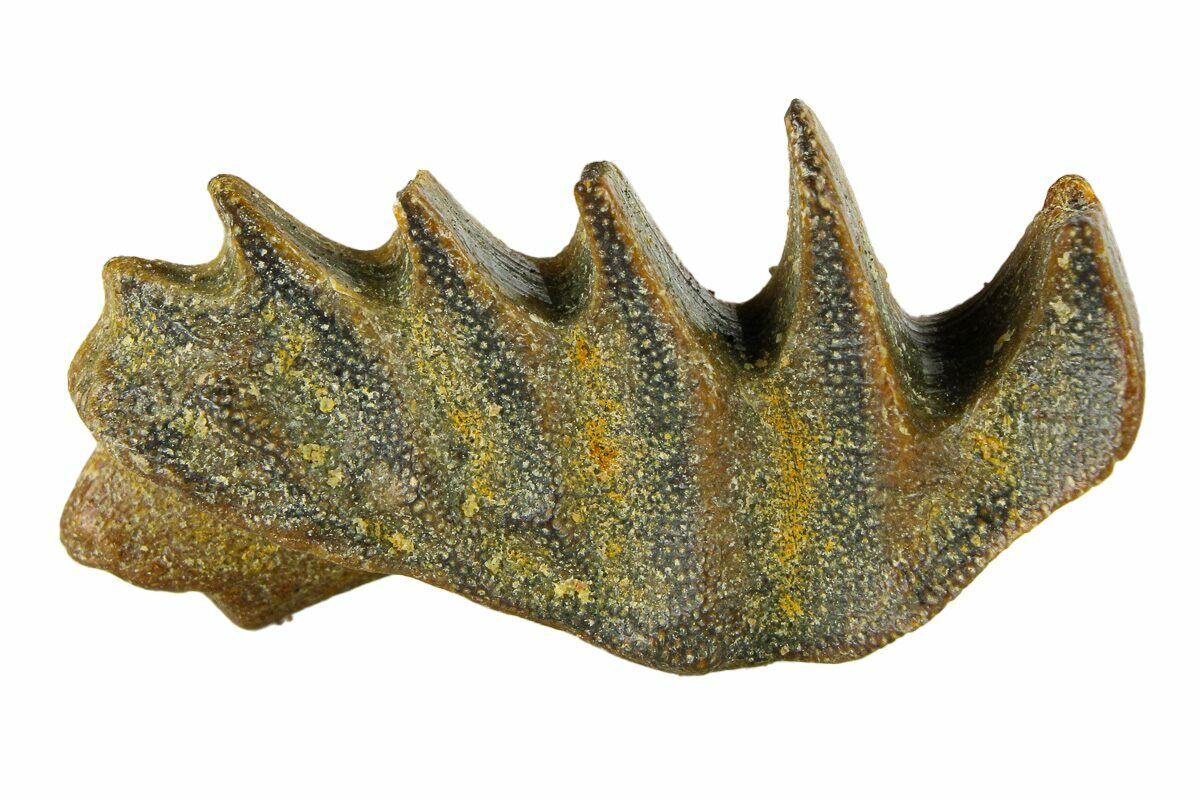 1.15" Cretaceous Lungfish (Ceratodus) Tooth Plate - Morocco (#294038 ...