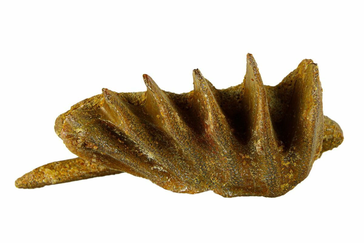 1.2" Cretaceous Lungfish (Ceratodus) Tooth Plate - Morocco (#294046 ...