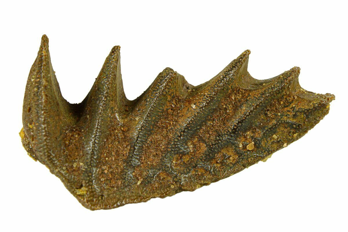 1.25" Cretaceous Lungfish (Ceratodus) Tooth Plate - Morocco (#294053 ...