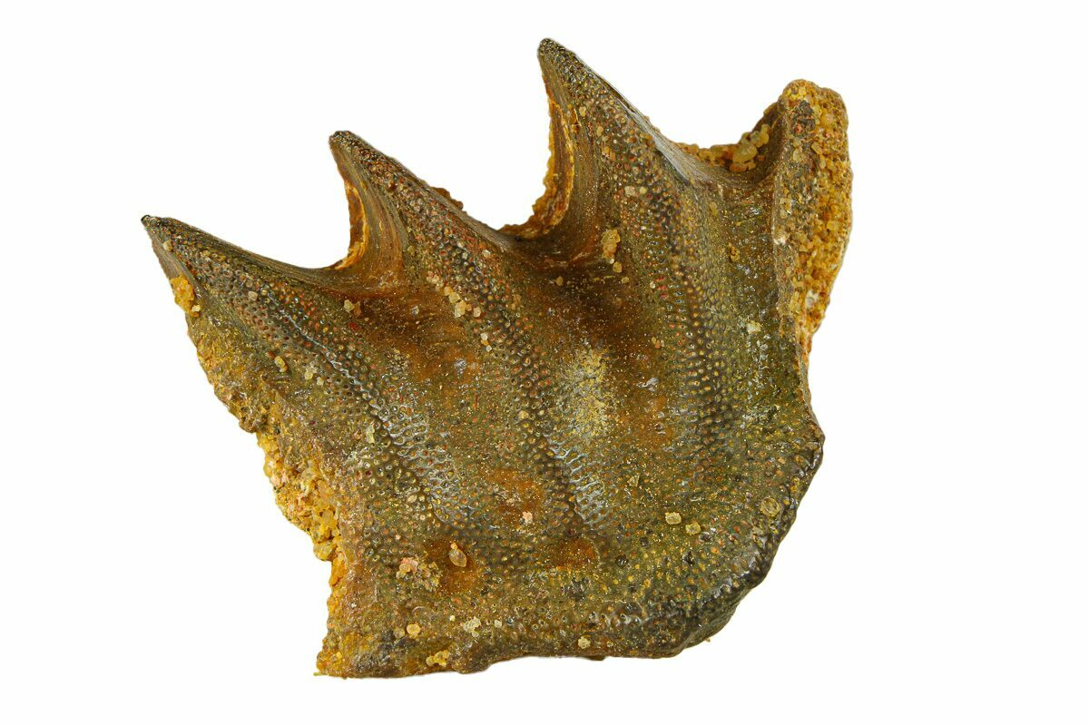 1.05" Cretaceous Lungfish (Ceratodus) Tooth Plate - Morocco (#294039 ...