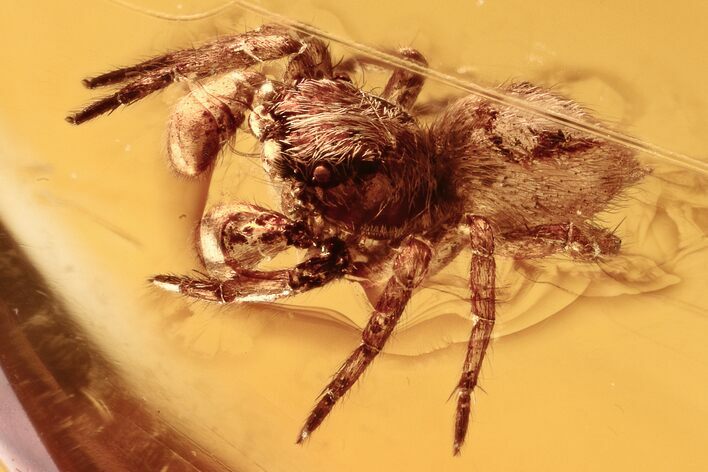 Detailed Fossil Jumping Spider (Salticidae) In Baltic Amber (#294343 ...