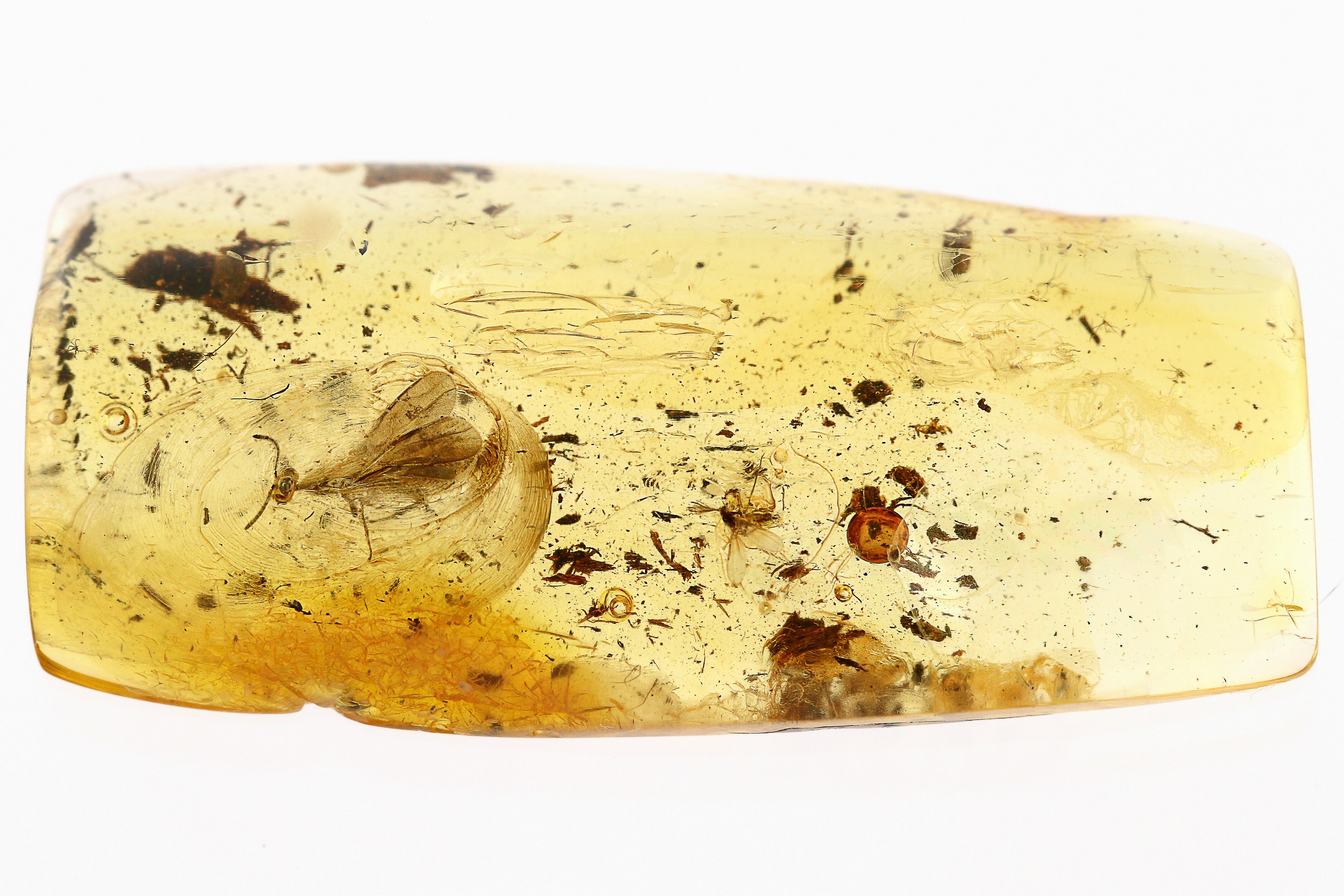 Detailed Fossil Parasitic Wasp (Apocrita) in Baltic Amber (#294391) For ...
