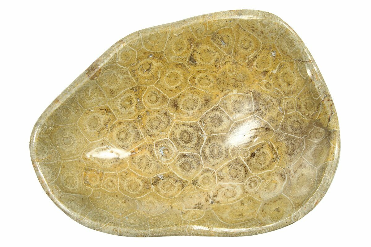 5.7" Polished Fossil Coral (Actinocyathus) Dish - Morocco (#294080) For ...