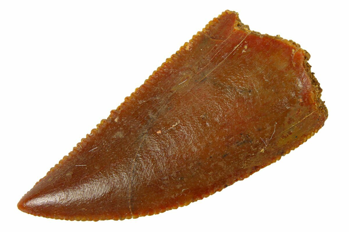 Serrated, .79" Raptor Tooth - Real Dinosaur Tooth (#294603) For Sale ...
