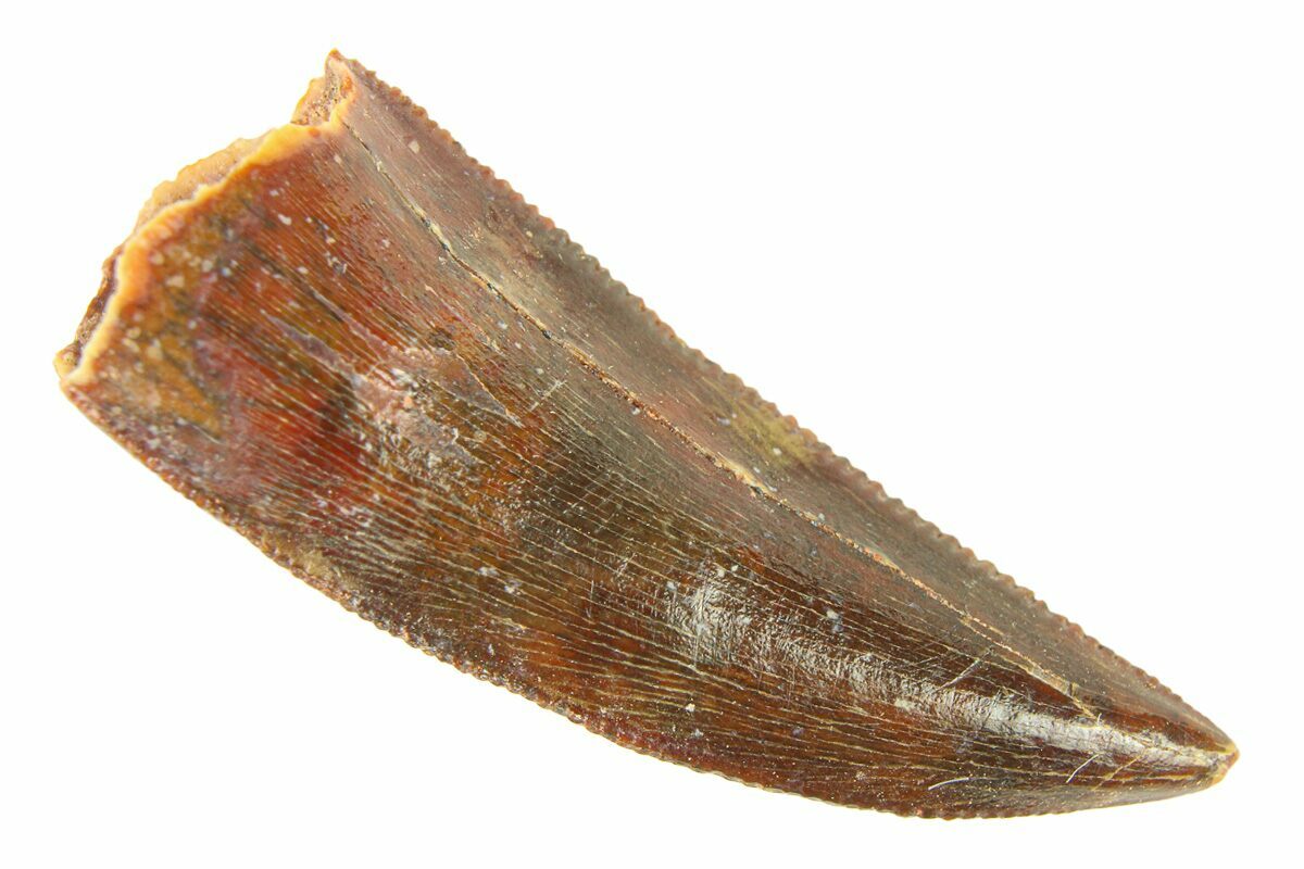 Serrated, .83" Raptor Tooth - Real Dinosaur Tooth (#294577) For Sale ...