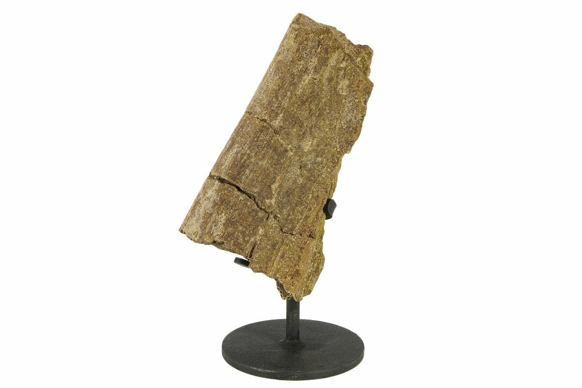 3.65" Fossil Hadrosaur Rib Section w/ Metal Stand - South Dakota ...
