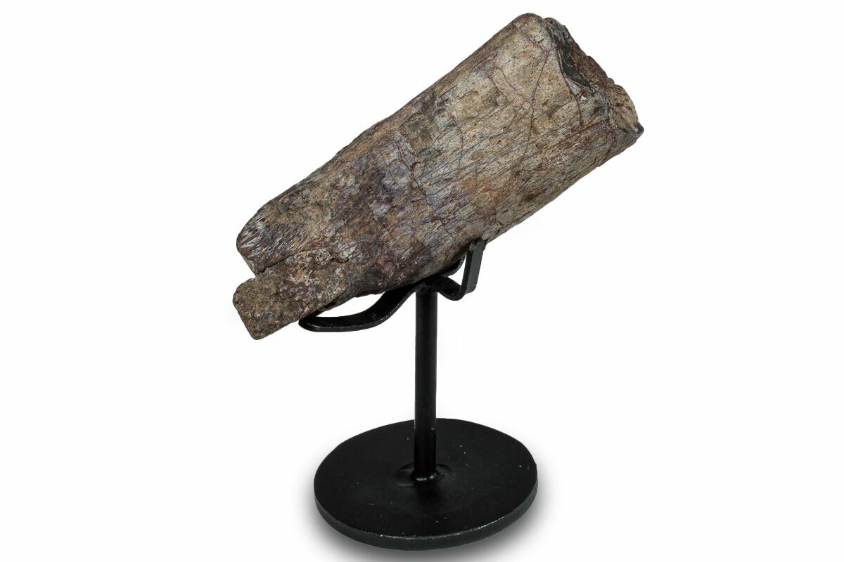 3.5" Fossil Theropod Rib Section w/ Metal Stand - Colorado (#294828 ...