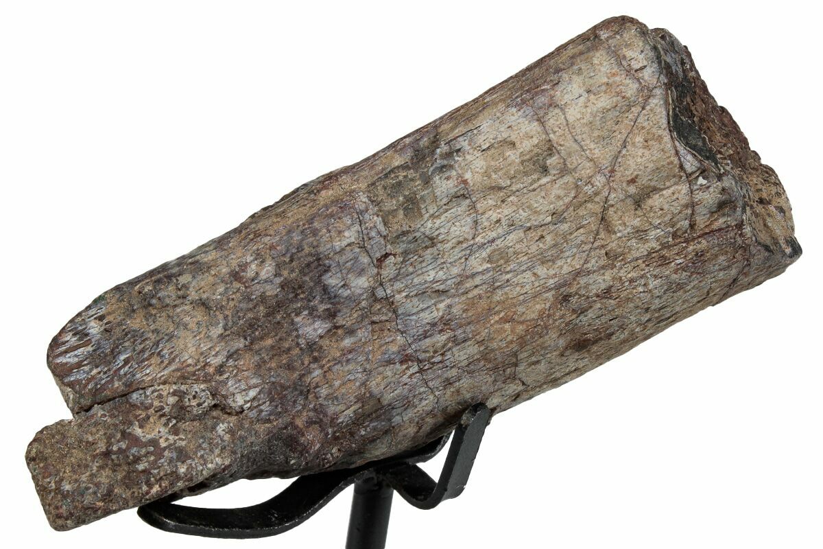 3.5" Fossil Theropod Rib Section w/ Metal Stand - Colorado (#294828 ...