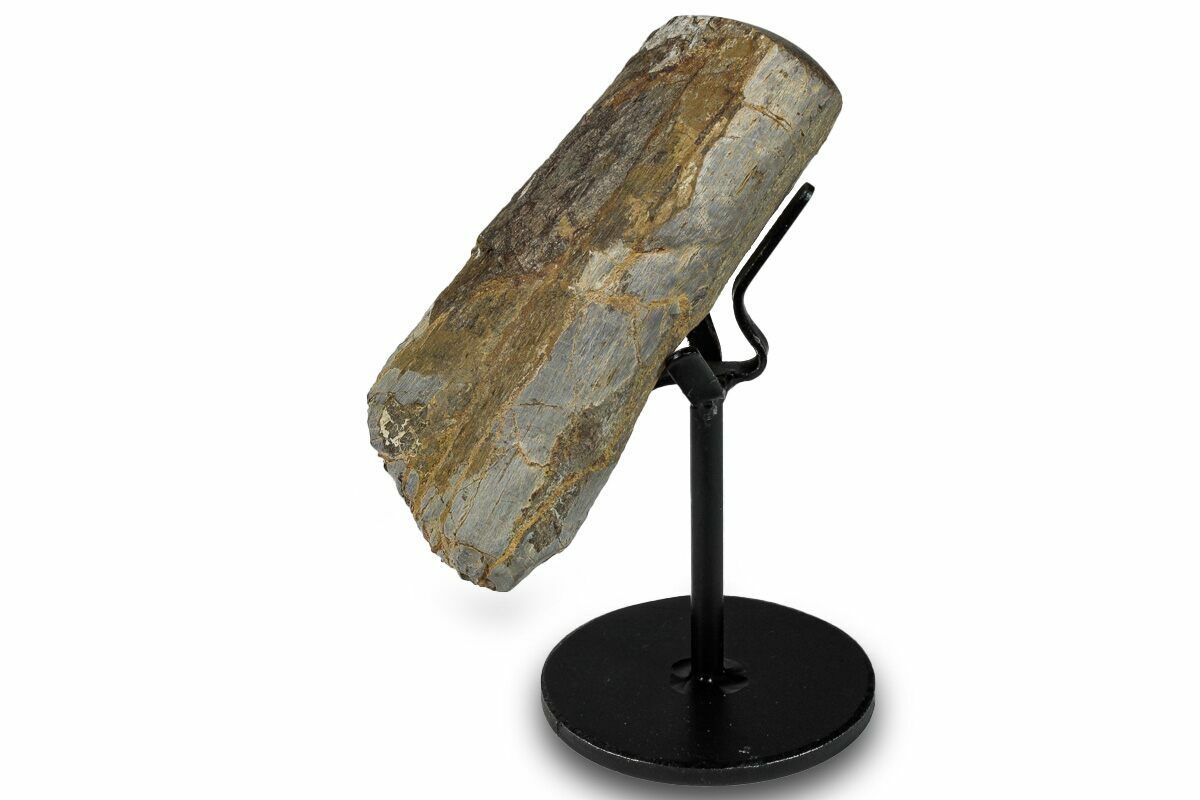 3.4" Polished Fossil Theropod Rib Section w/ Metal Stand - Gembone ...