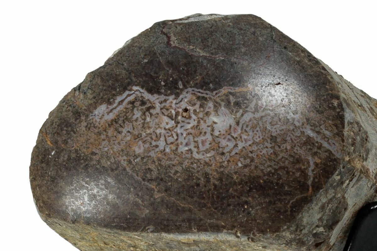 3.4" Polished Fossil Theropod Rib Section w/ Metal Stand - Gembone ...