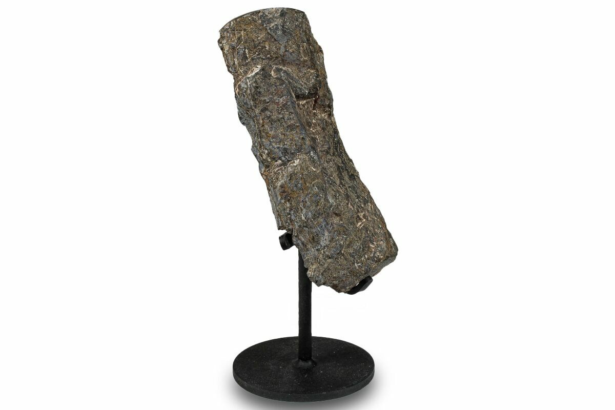 3.9" Polished Fossil Theropod Rib Section w/ Metal Stand - Gembone ...