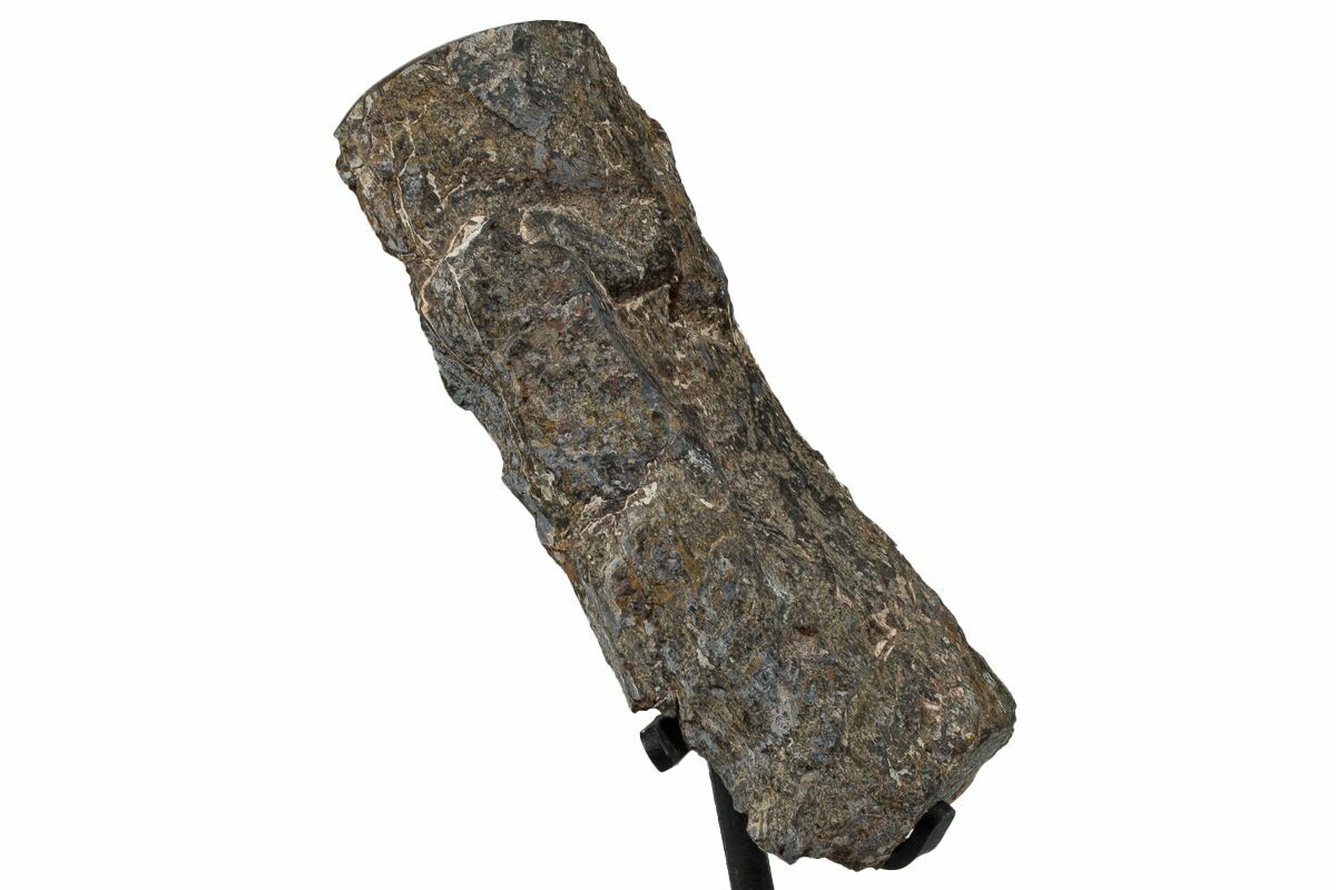 3.9" Polished Fossil Theropod Rib Section w/ Metal Stand - Gembone ...