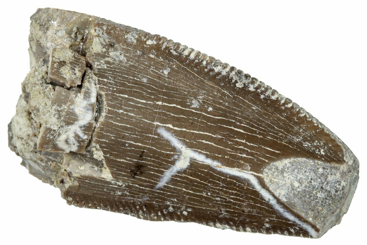 .96" Serrated Dinosaur (Allosaurus) Premaxillary Tooth - Colorado ...