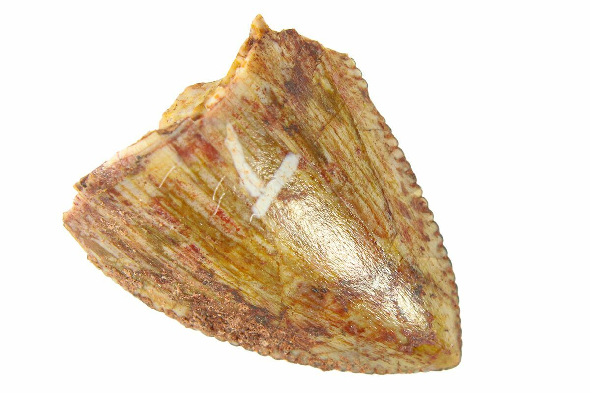 Serrated, .45" Fossil Phytosaur (Redondasaurus) Tooth - New Mexico ...