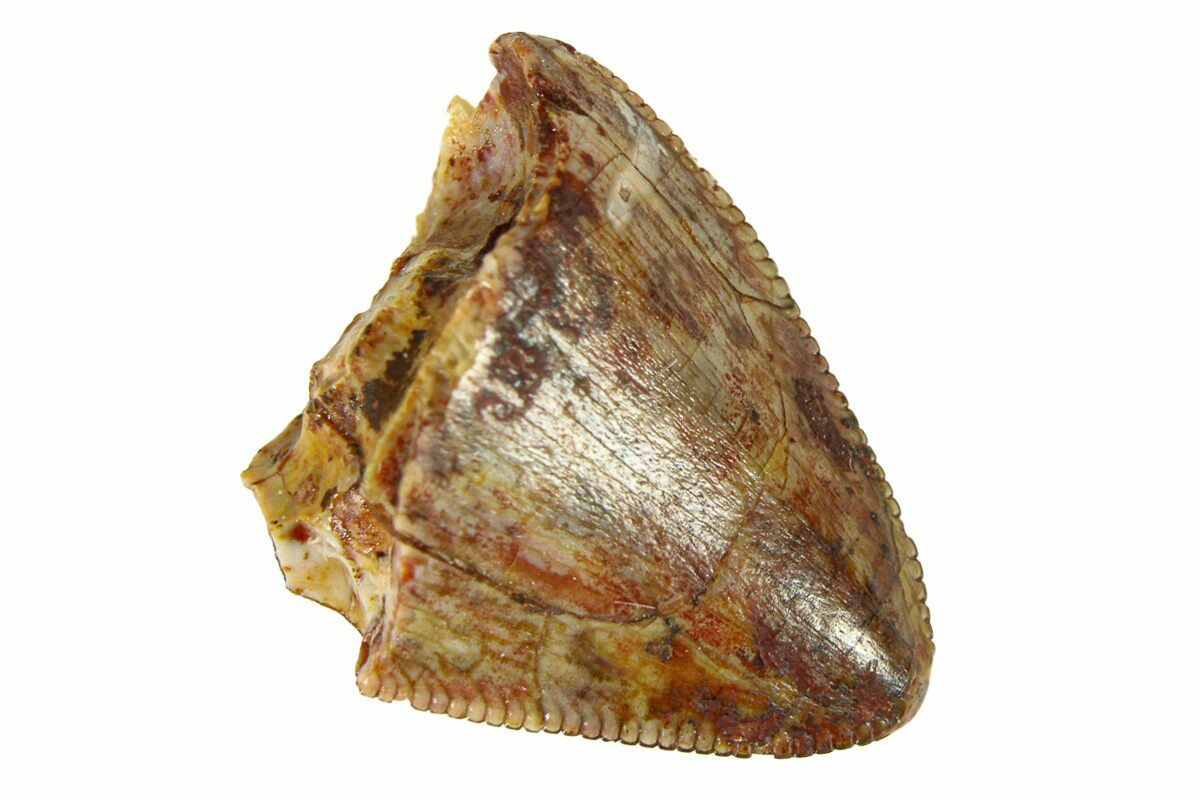 Serrated, .43" Fossil Phytosaur (Redondasaurus) Tooth - New Mexico ...