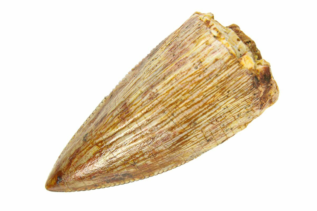 Serrated, .70" Fossil Phytosaur (Redondasaurus) Tooth - New Mexico ...