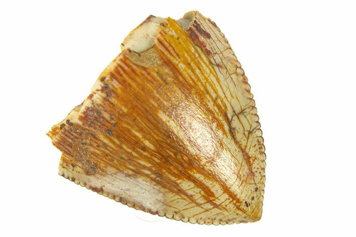 Serrated, .41" Fossil Phytosaur (Redondasaurus) Tooth - New Mexico ...