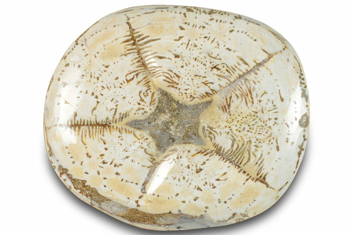 5.85" Polished Miocene Fossil Echinoid (Clypeaster) - Morocco (#294059 ...