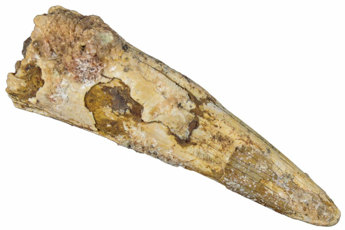 1.36" Fossil Pterosaur (Siroccopteryx) Tooth - Morocco (#295174) For ...