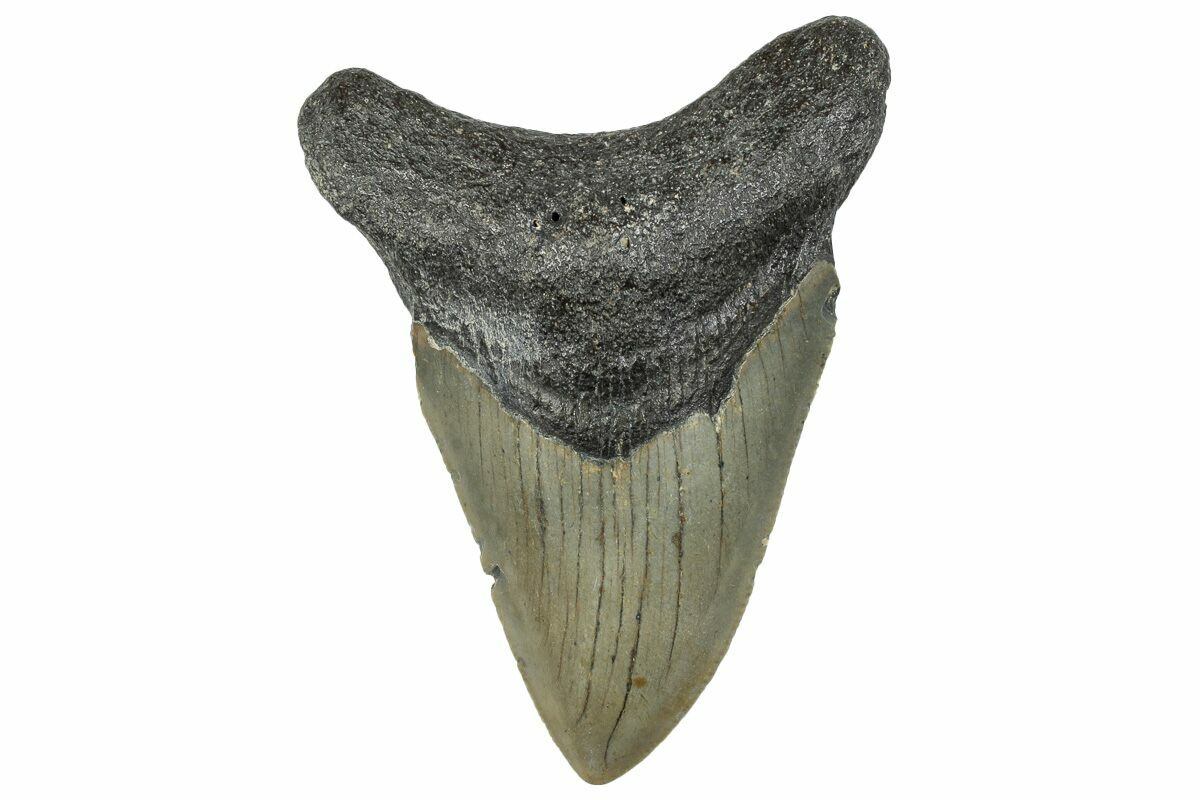 Serrated, 3.25" Fossil Megalodon Tooth - North Carolina (#295281) For ...