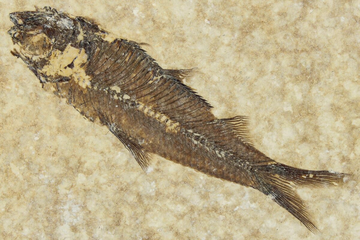 2.35" Fossil Fish (Knightia) - Wyoming (#295654) For Sale - FossilEra.com