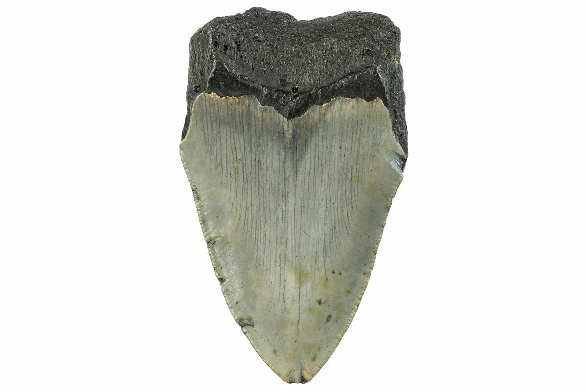 Bargain, 3.57" Fossil Megalodon Tooth - Serrated Blade (#295444) For ...