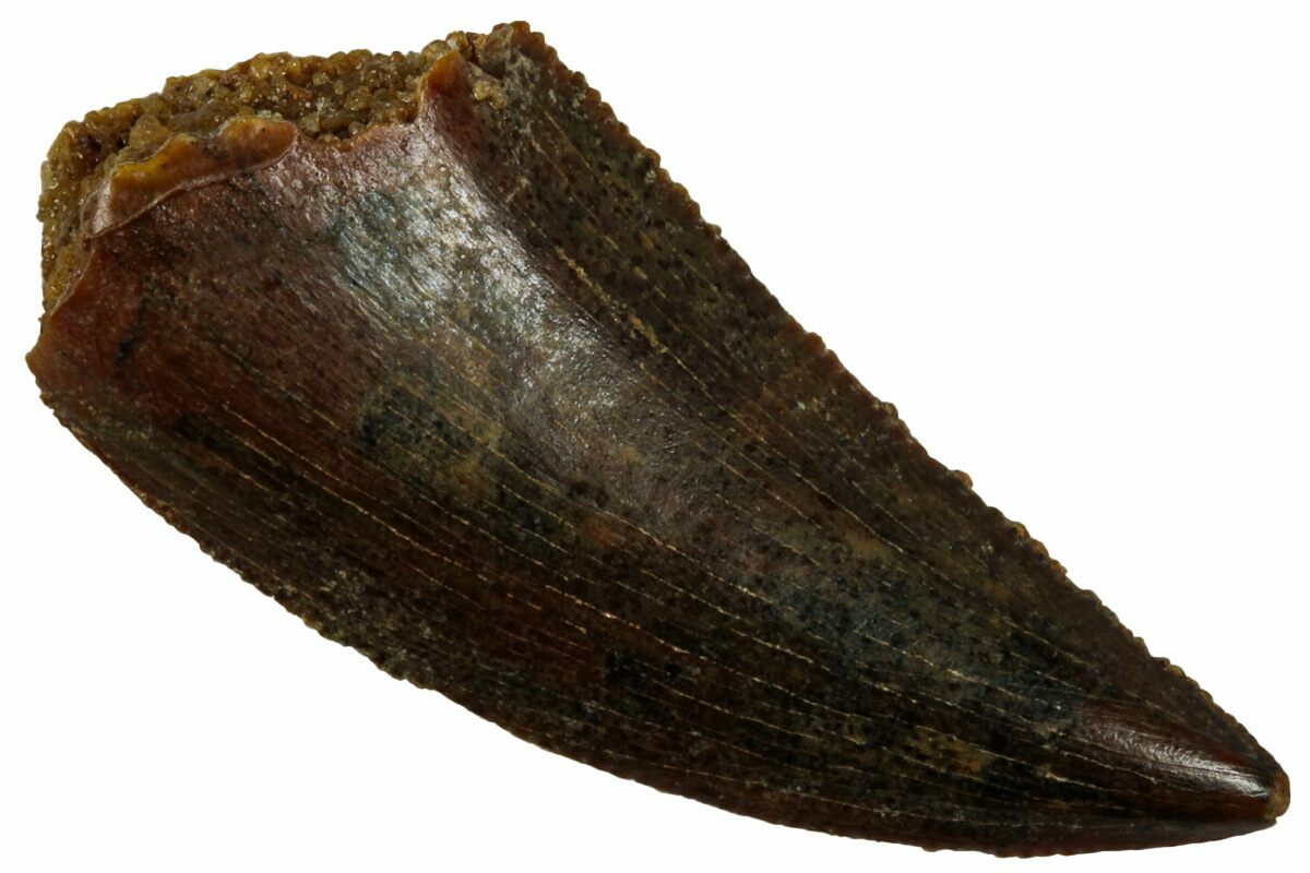 .81" Raptor Tooth - Real Dinosaur Tooth (#295928) For Sale - FossilEra.com