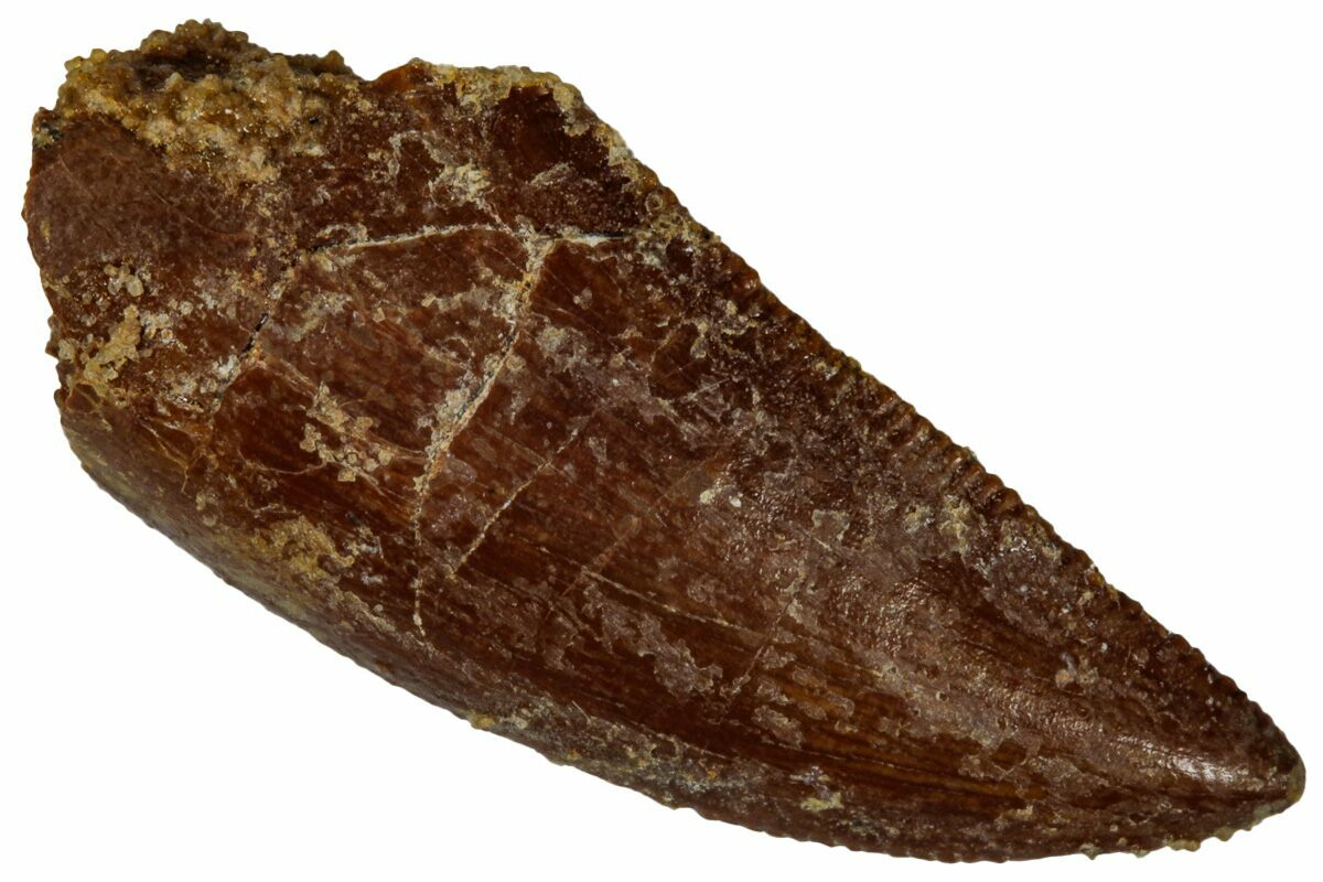 Serrated, .96" Raptor Tooth - Real Dinosaur Tooth (#295957) For Sale ...