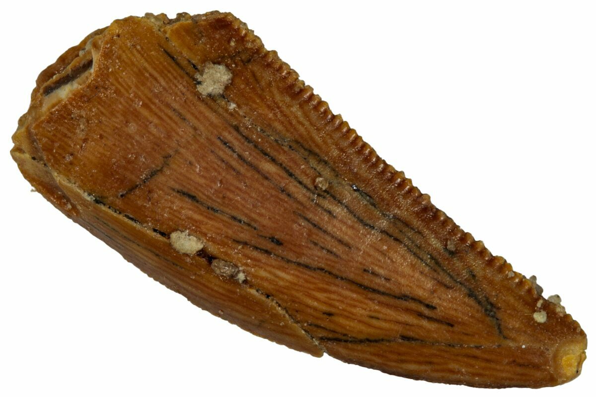 Serrated, .81" Raptor Tooth - Real Dinosaur Tooth (#295962) For Sale ...