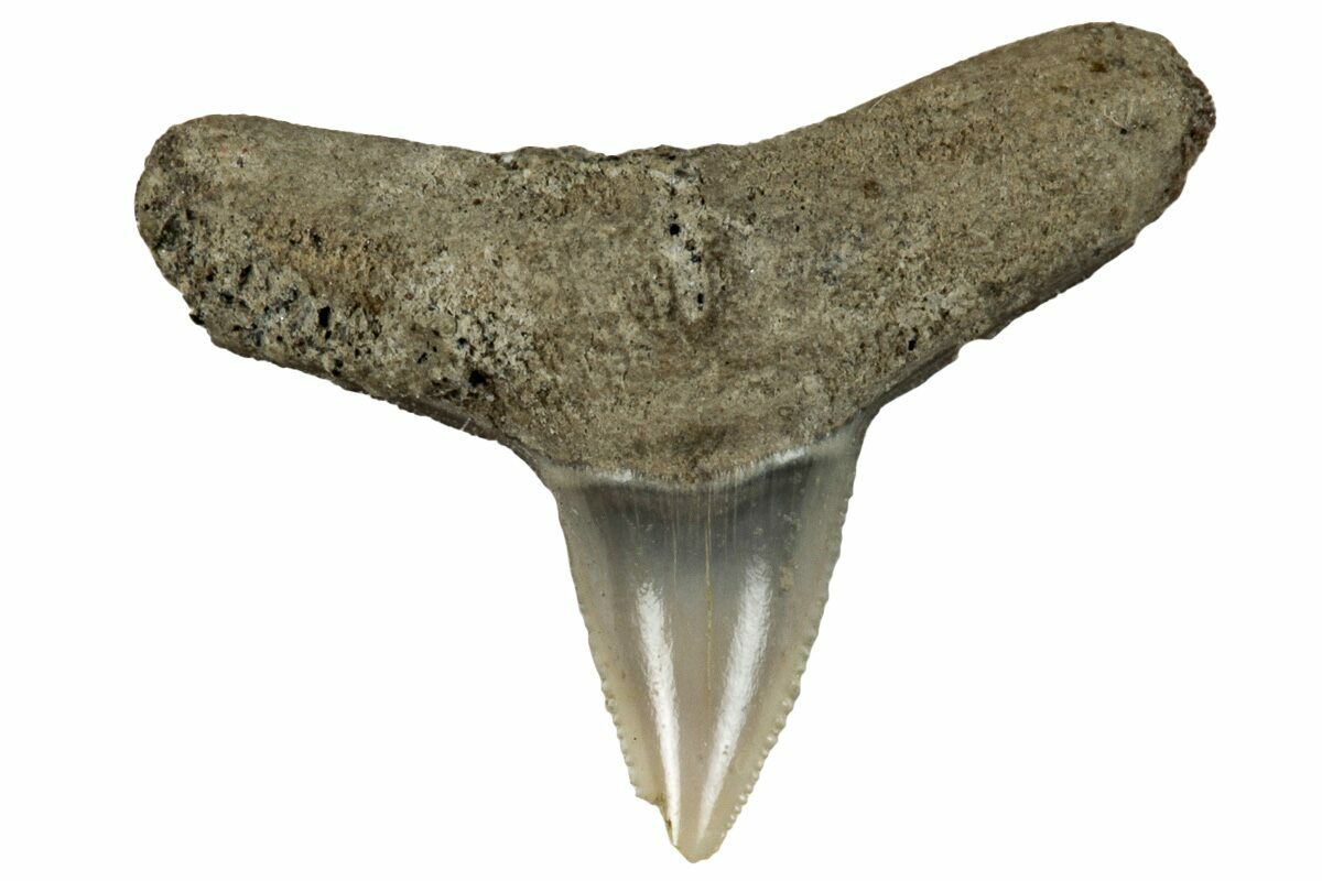 .52" Fossil Shark Tooth - Bone Valley, Florida (#297227) For Sale ...