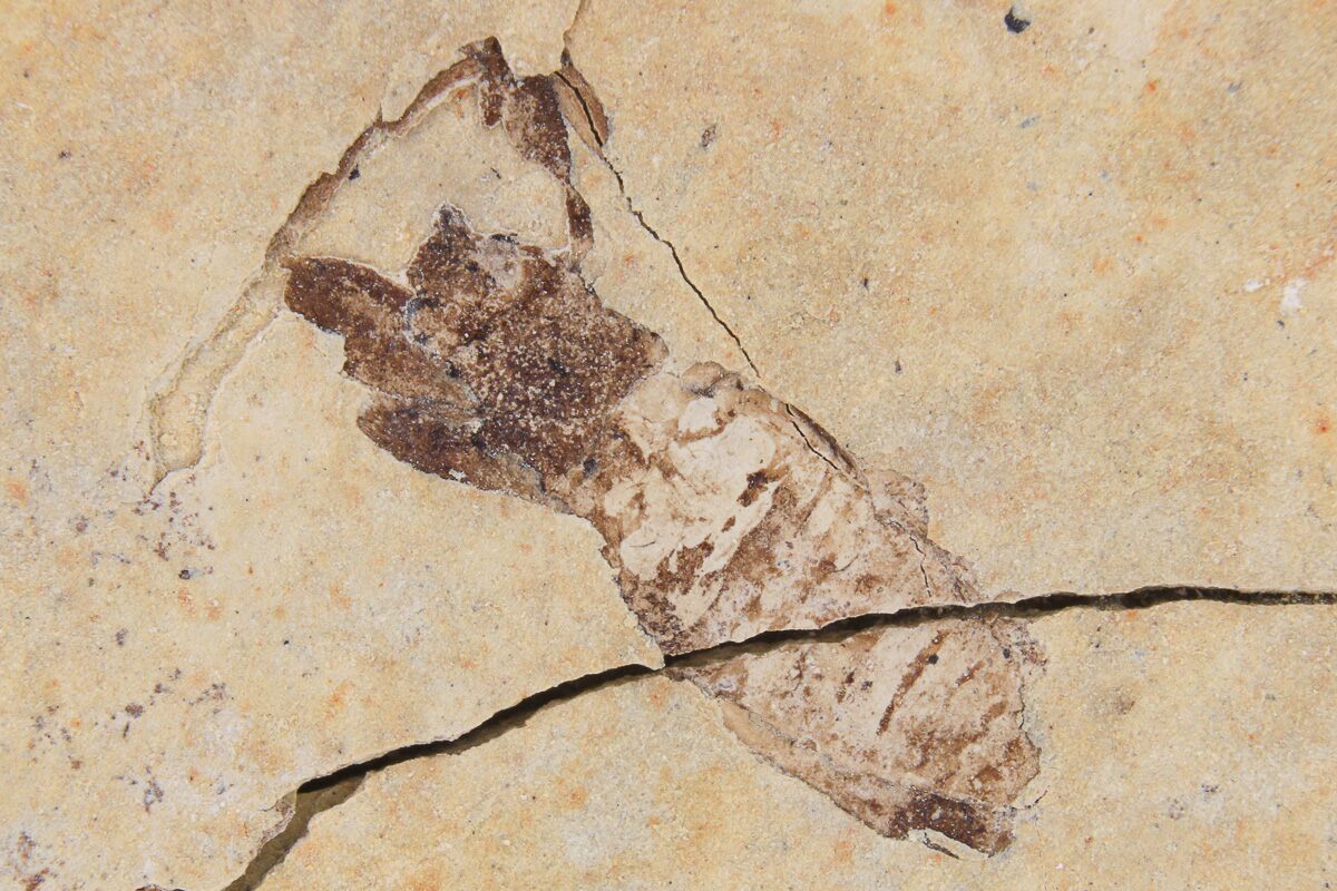.34" Detailed Fossil Insect - Cereste, France (#297201) For Sale ...