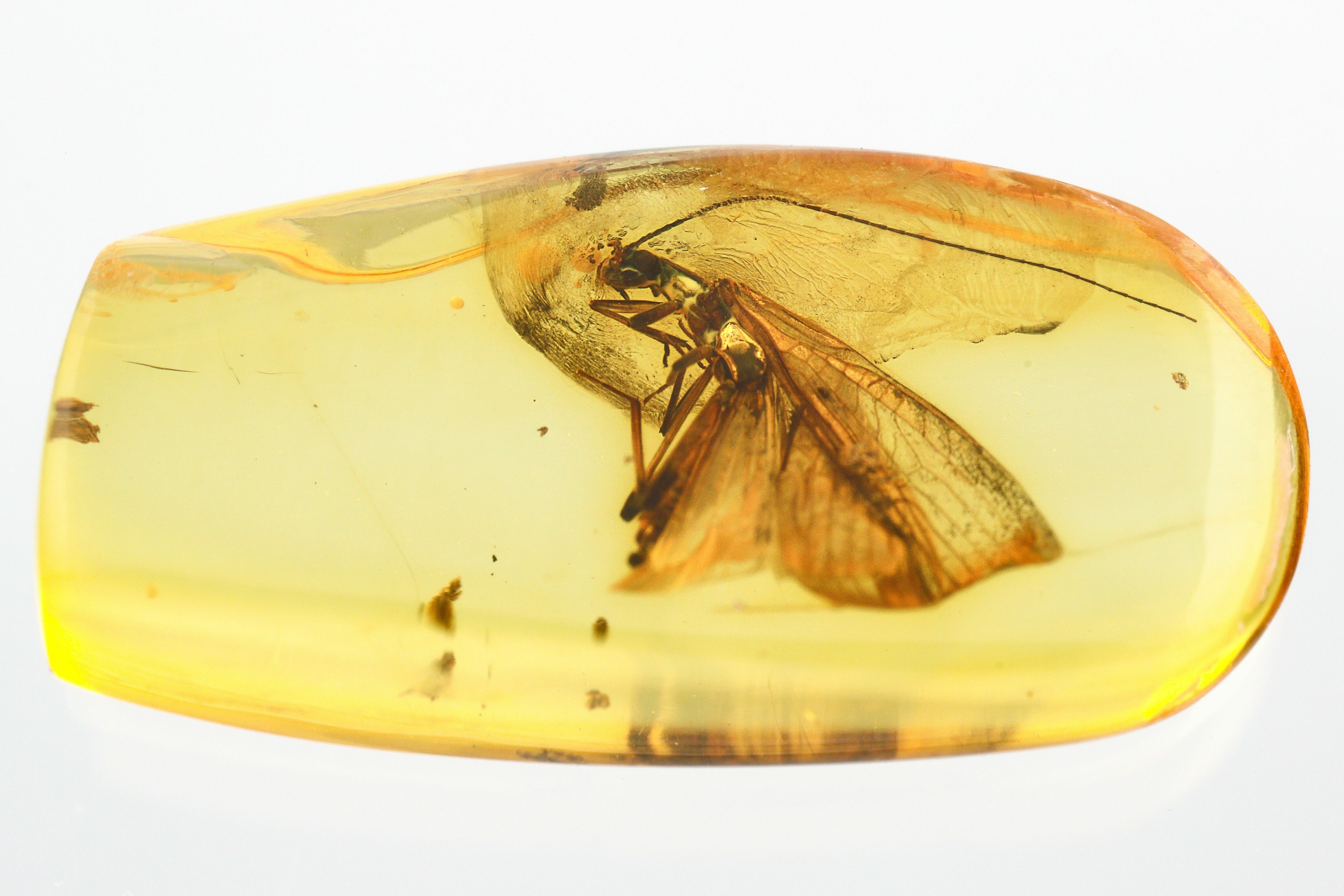 Detailed Fossil Stonefly (Plecoptera) In Baltic Amber (#296970) For ...