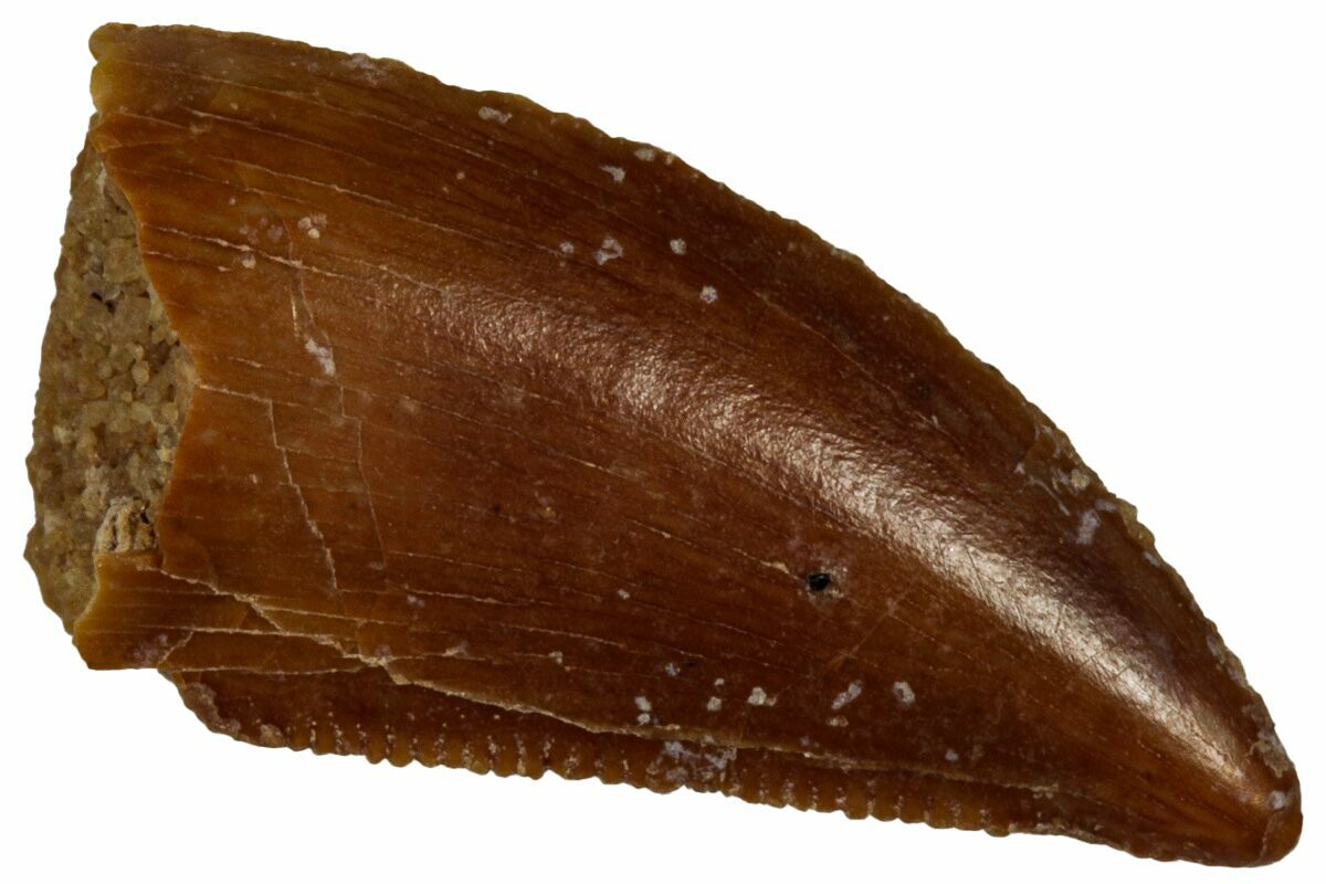 Serrated, .62" Raptor Tooth - Real Dinosaur Tooth (#296694) For Sale ...