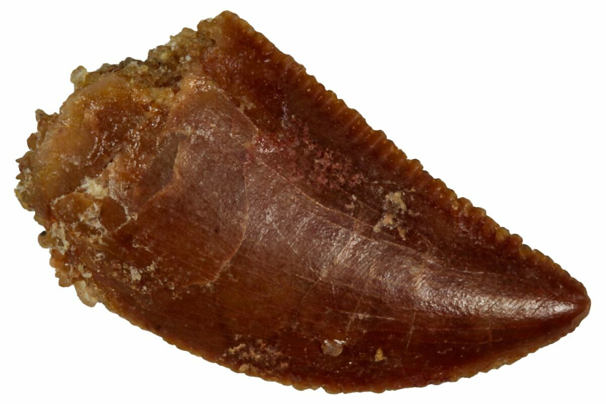 Serrated .46" Raptor Tooth - Real Dinosaur Tooth (#297788) For Sale ...