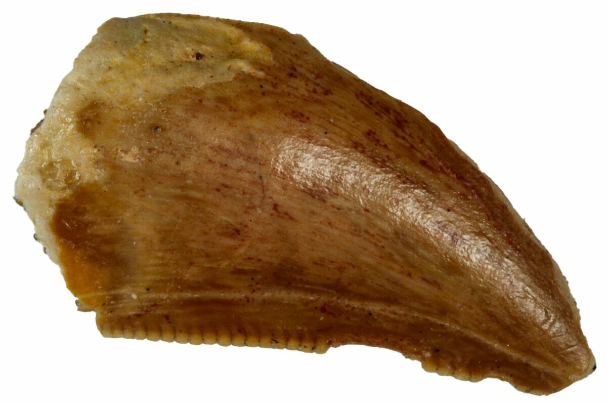 Serrated .45" Raptor Tooth - Real Dinosaur Tooth (#297790) For Sale ...