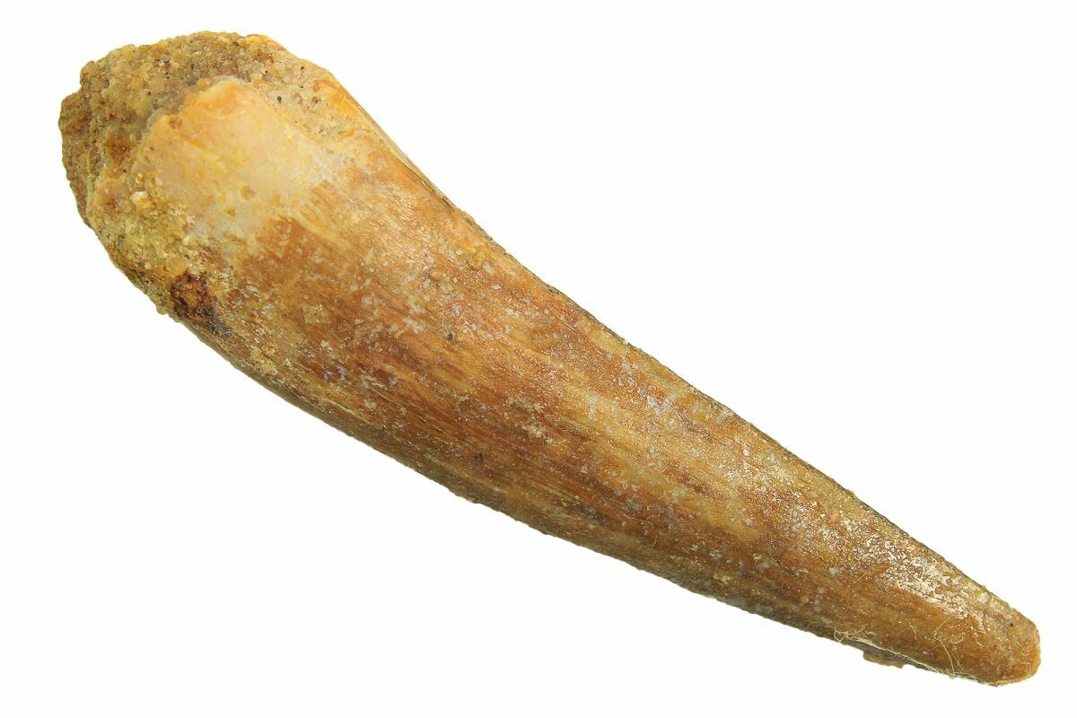 1.57" Fossil Spinosaurus Tooth - Real Dinosaur Tooth (#296833) For Sale ...