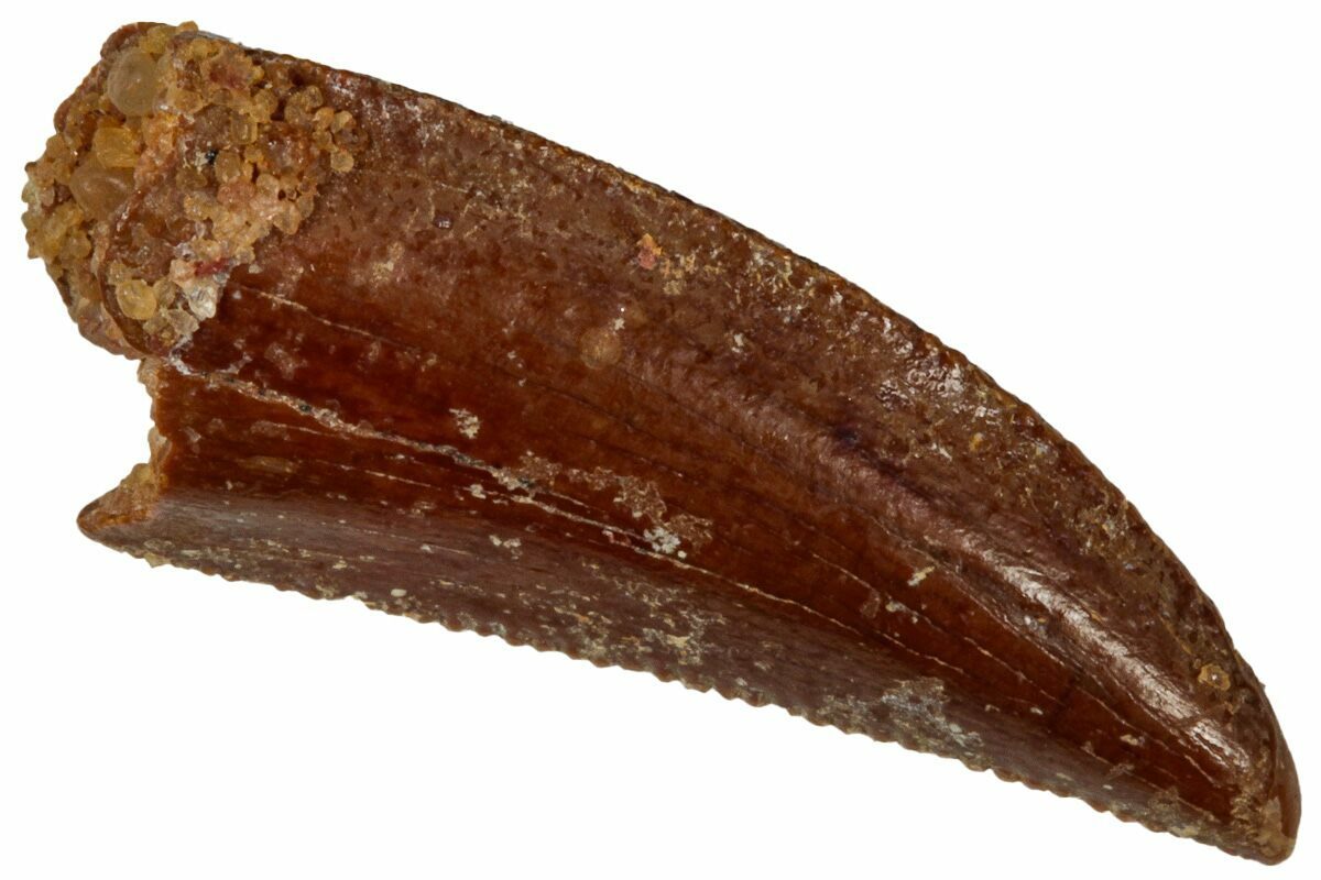 Serrated .72" Raptor Tooth - Real Dinosaur Tooth (#298112) For Sale ...