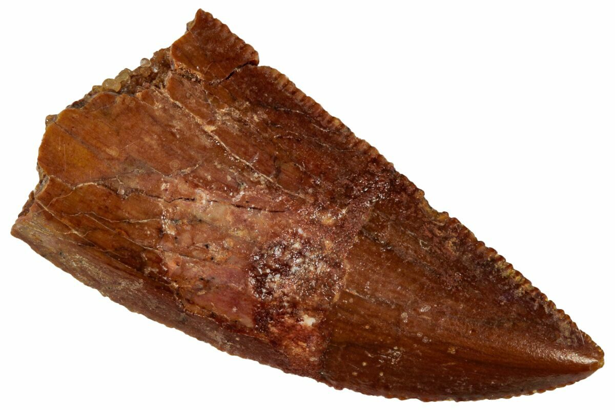 Serrated .83" Raptor Tooth - Real Dinosaur Tooth (#298203) For Sale ...