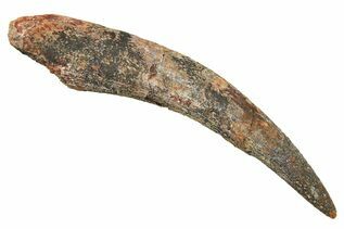 FossilEra - Fossils, Meteorites & Minerals For Sale - FossilEra.com