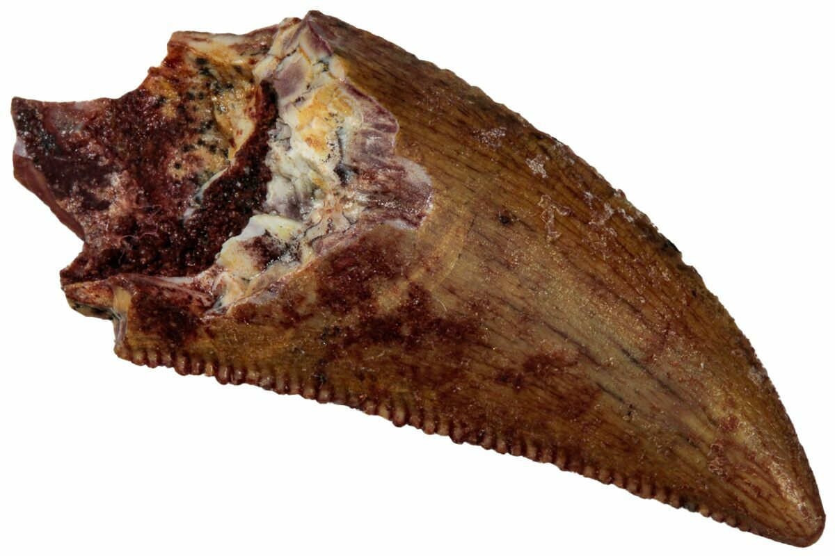 Serrated .84" Raptor Tooth - Real Dinosaur Tooth (#298148) For Sale ...