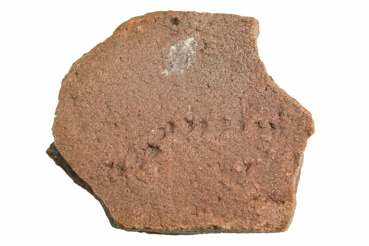 1.55" Horodyskia Fossil Slab - Oldest Known Multicellular Life (#298590 ...