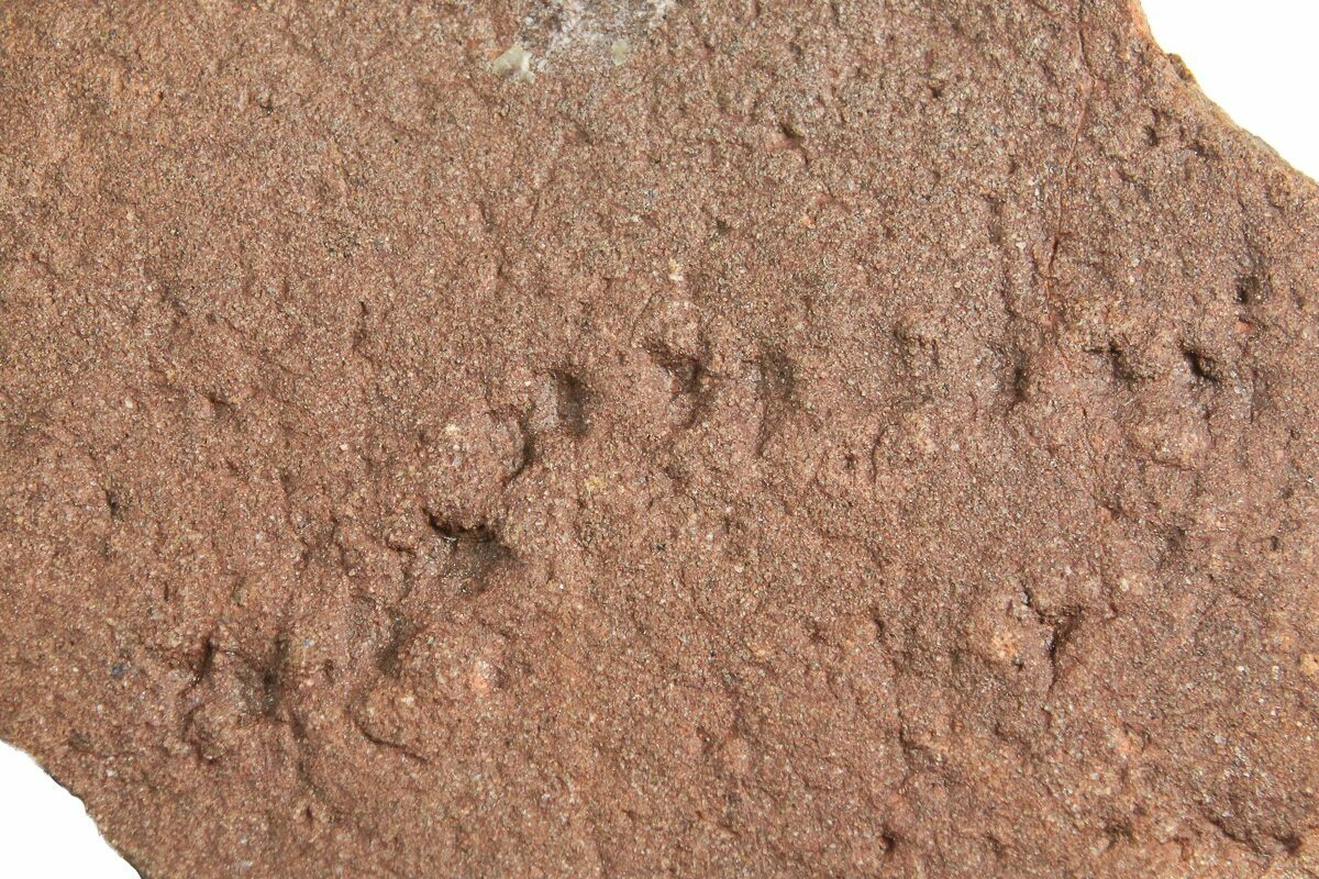 1.55" Horodyskia Fossil Slab - Oldest Known Multicellular Life (#298590 ...