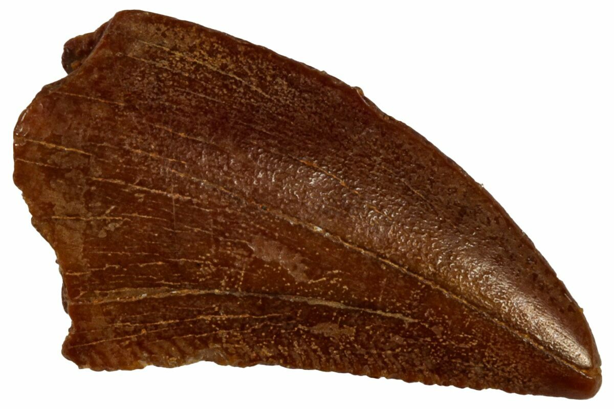 Serrated, .51" Raptor Tooth - Real Dinosaur Tooth (#296745) For Sale ...