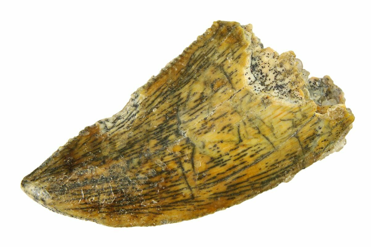 Serrated .76" Raptor Tooth - Real Dinosaur Tooth (#297534) For Sale ...