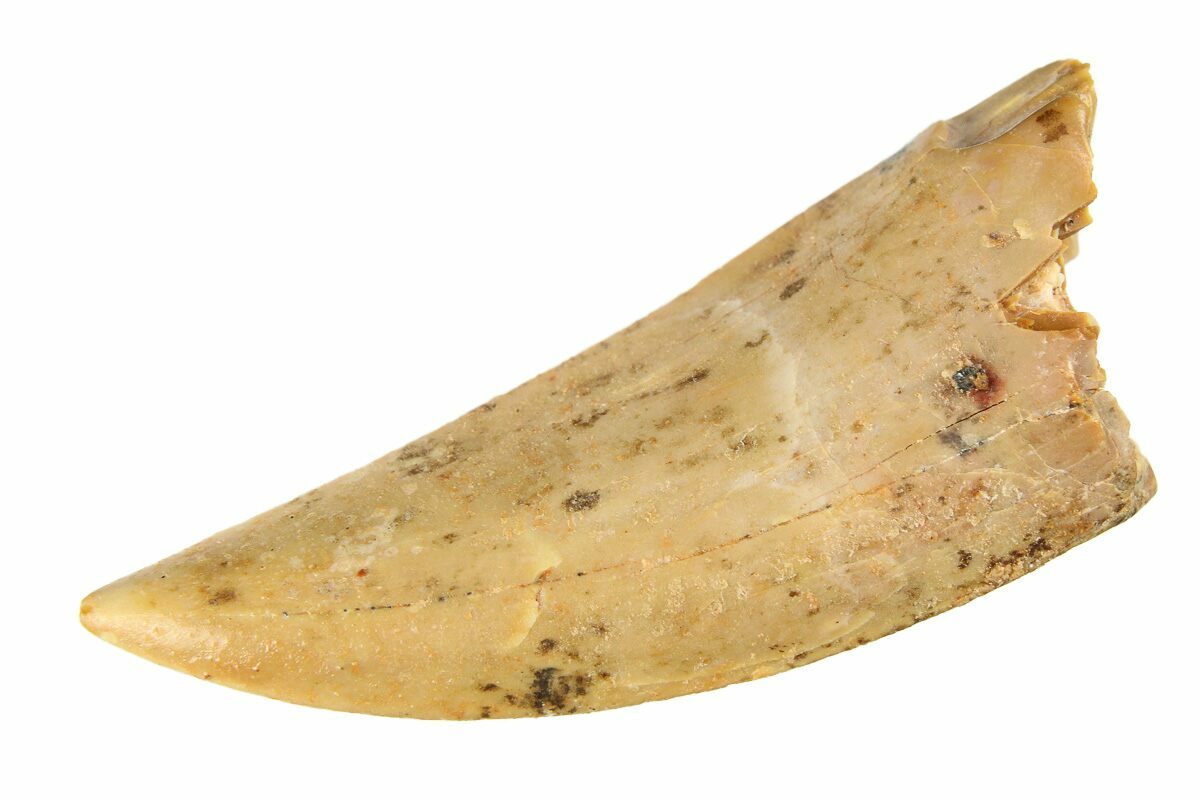 .82" Raptor Tooth - Real Dinosaur Tooth (#297536) For Sale - FossilEra.com