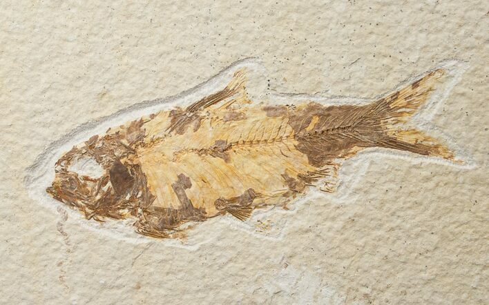 Bargain 3.6" Knightia Fossil Fish - Wyoming (#16465) For Sale ...