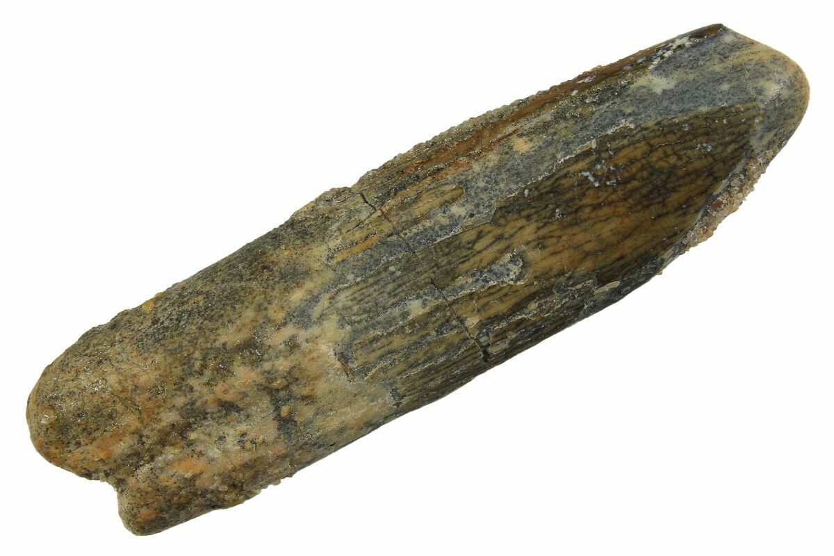 1.74" Fossil Sauropod Dinosaur (Titanosaur) Tooth - Morocco (#298672 ...