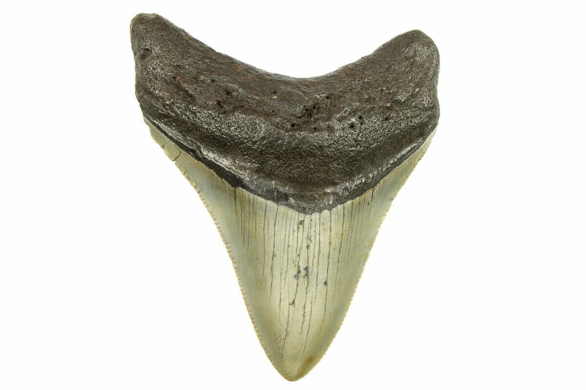 Serrated, 3.10" Fossil Megalodon Tooth - North Carolina (#298843) For ...